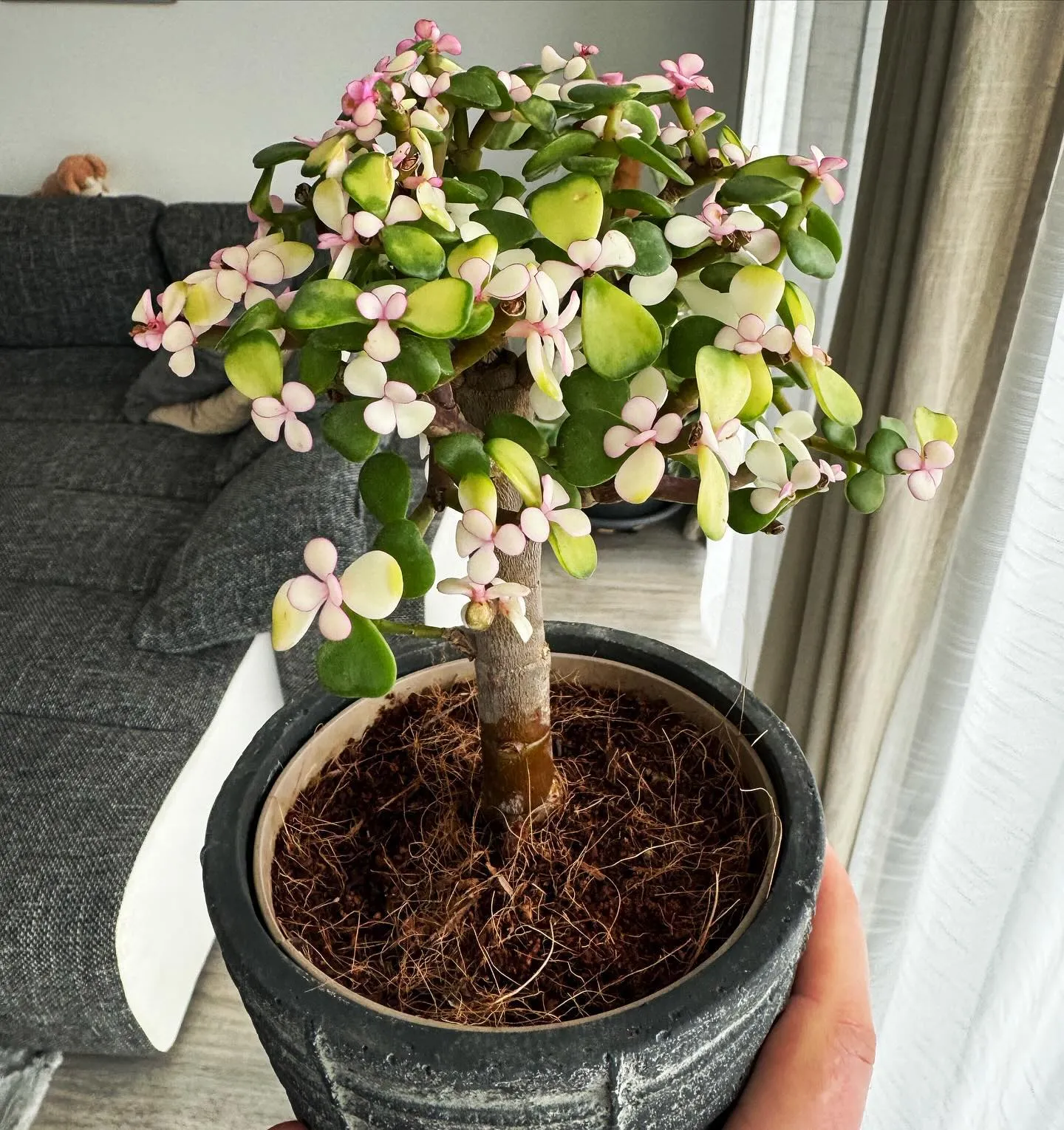 Elephant's Food: Hearty Care for Hardy Growth