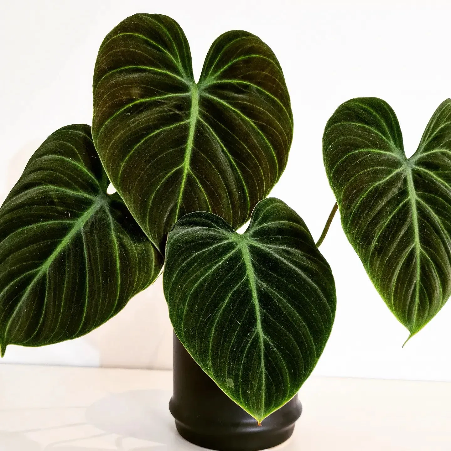 El Choco Red Philodendron Care Insights