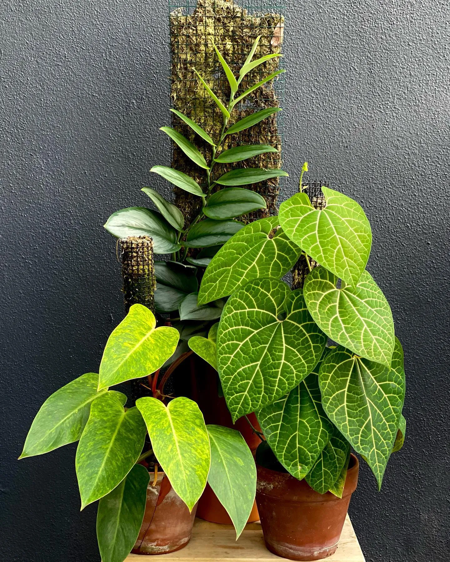 Fixing Root Rot in Dripping Philodendron Vegetation » BonsaiKita.com