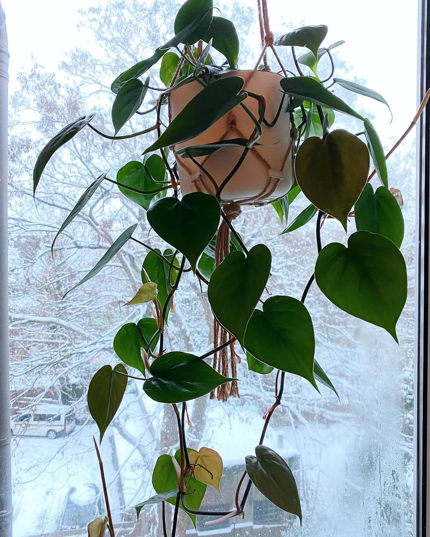 Scandens Philodendron Growing Guide