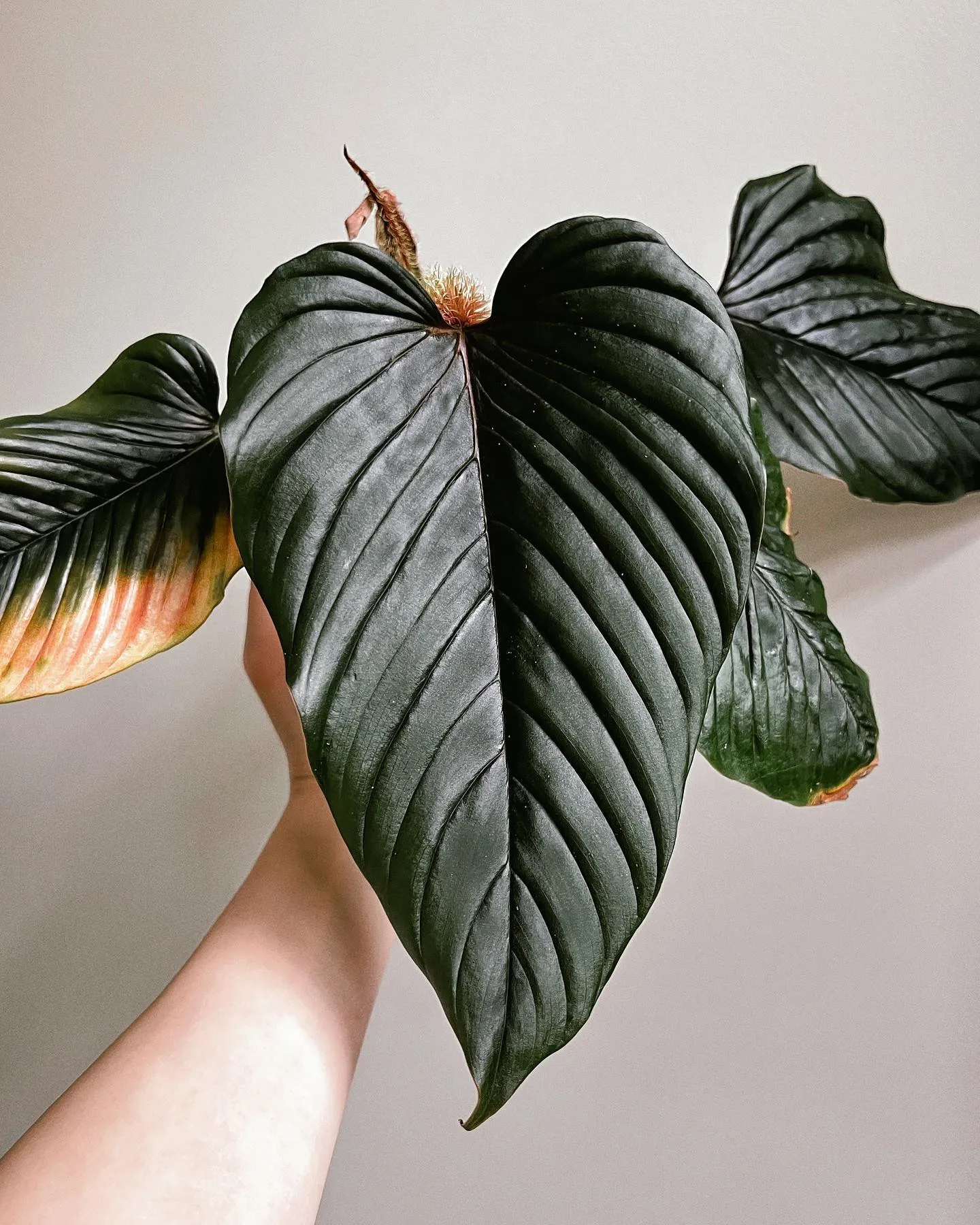 Serpens Philodendron Essential Care