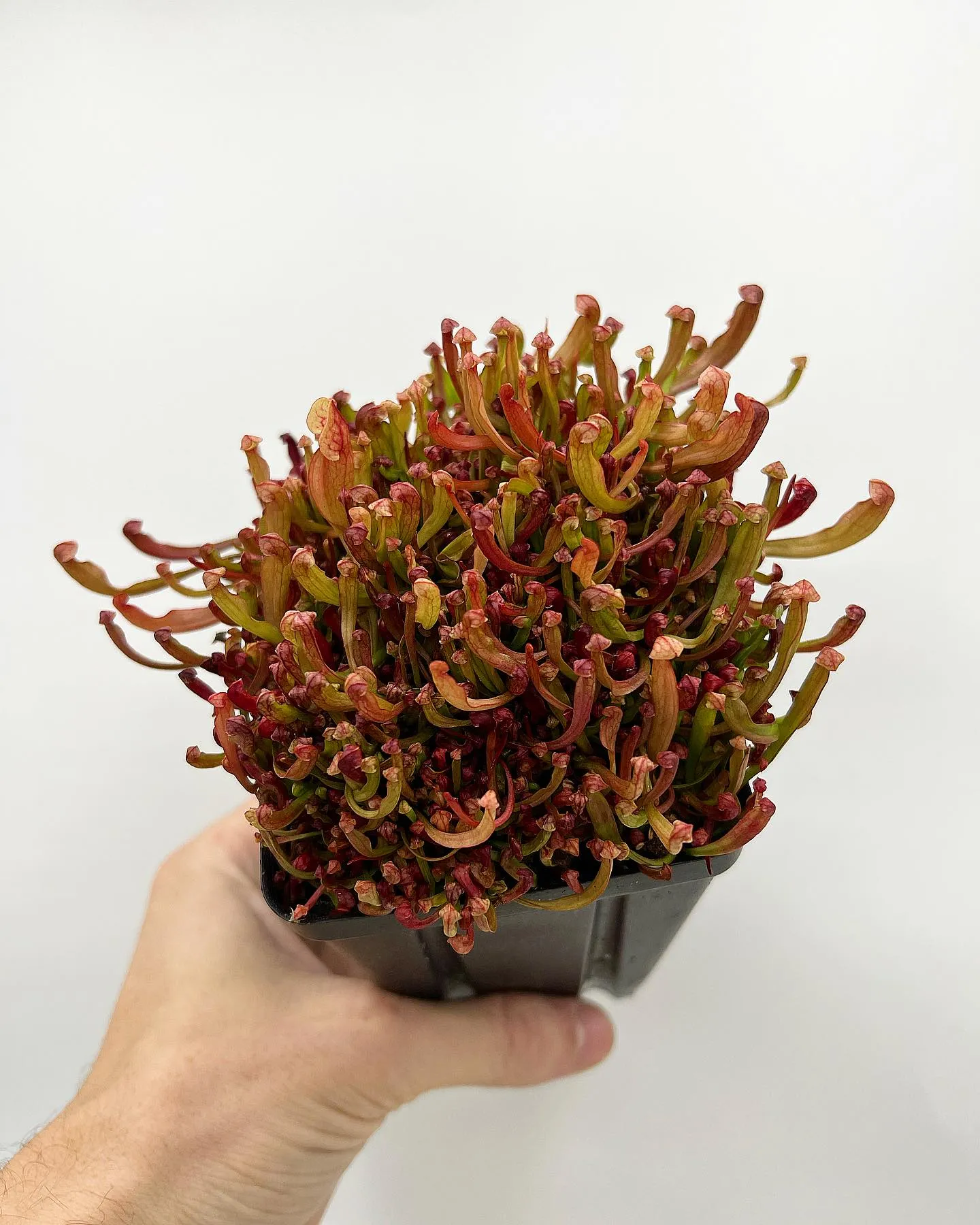 Purple Pitcher Plant (Sarracenia purpurea) Care and Features