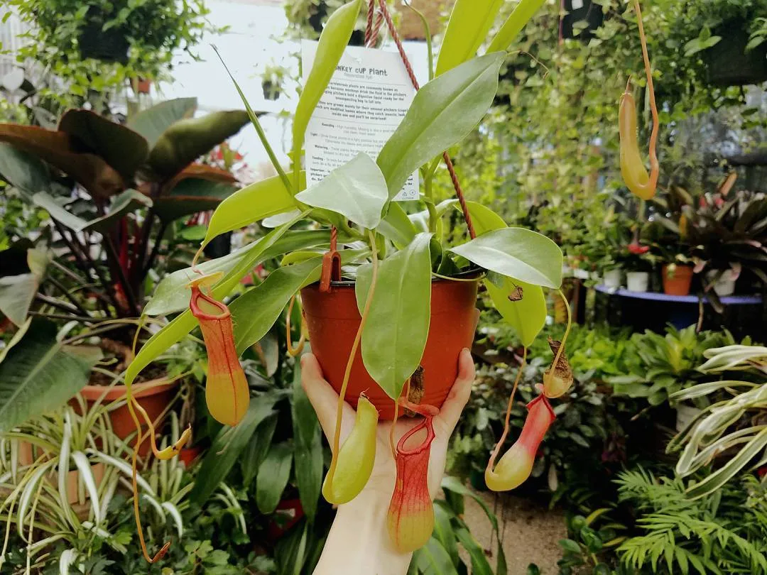 Sarracenia rubra: The Fascinating Red Pitcher Plant