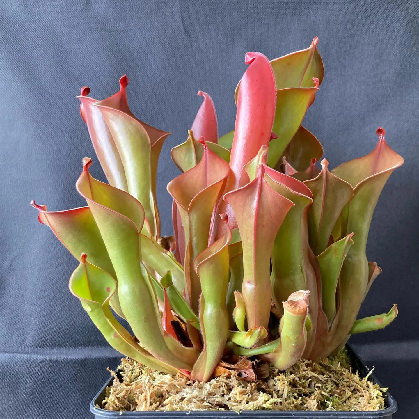 Heliamphora nutans: The Astonishing Nodding Pitcher Plant
