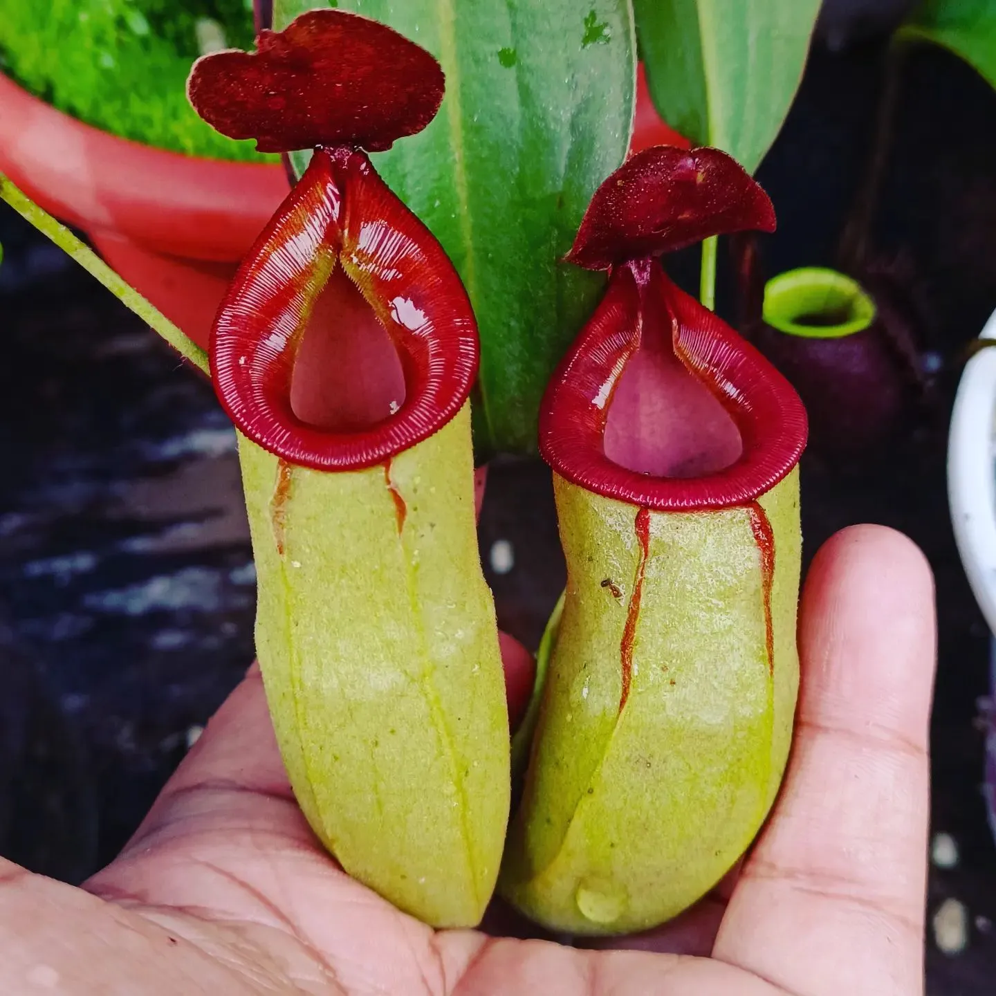 Nepenthes mirabilis: A Closer Look at the Miraculous Pitcher Plant