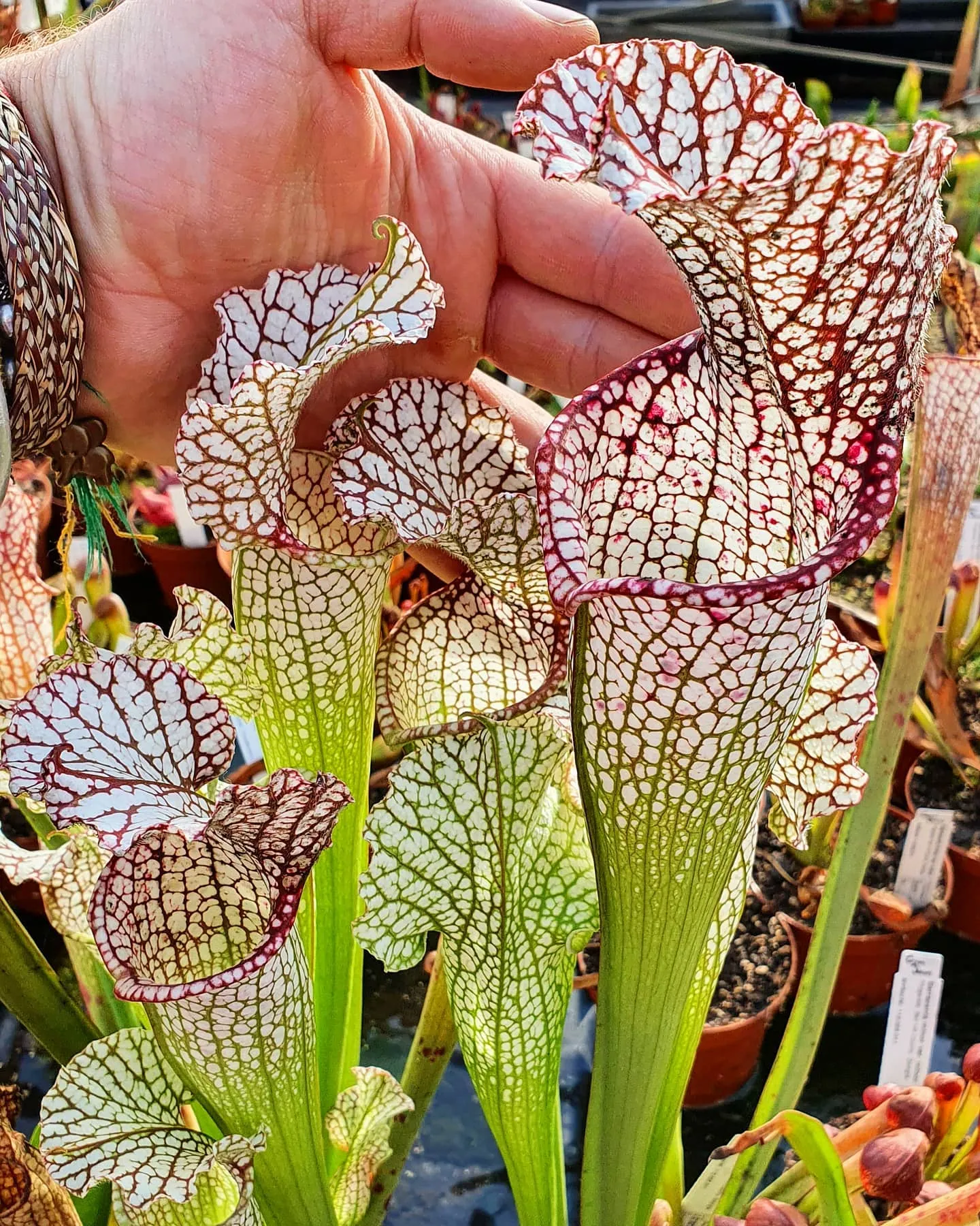 Sarracenia minor: Features and Care of the Minor Pitcher Plant