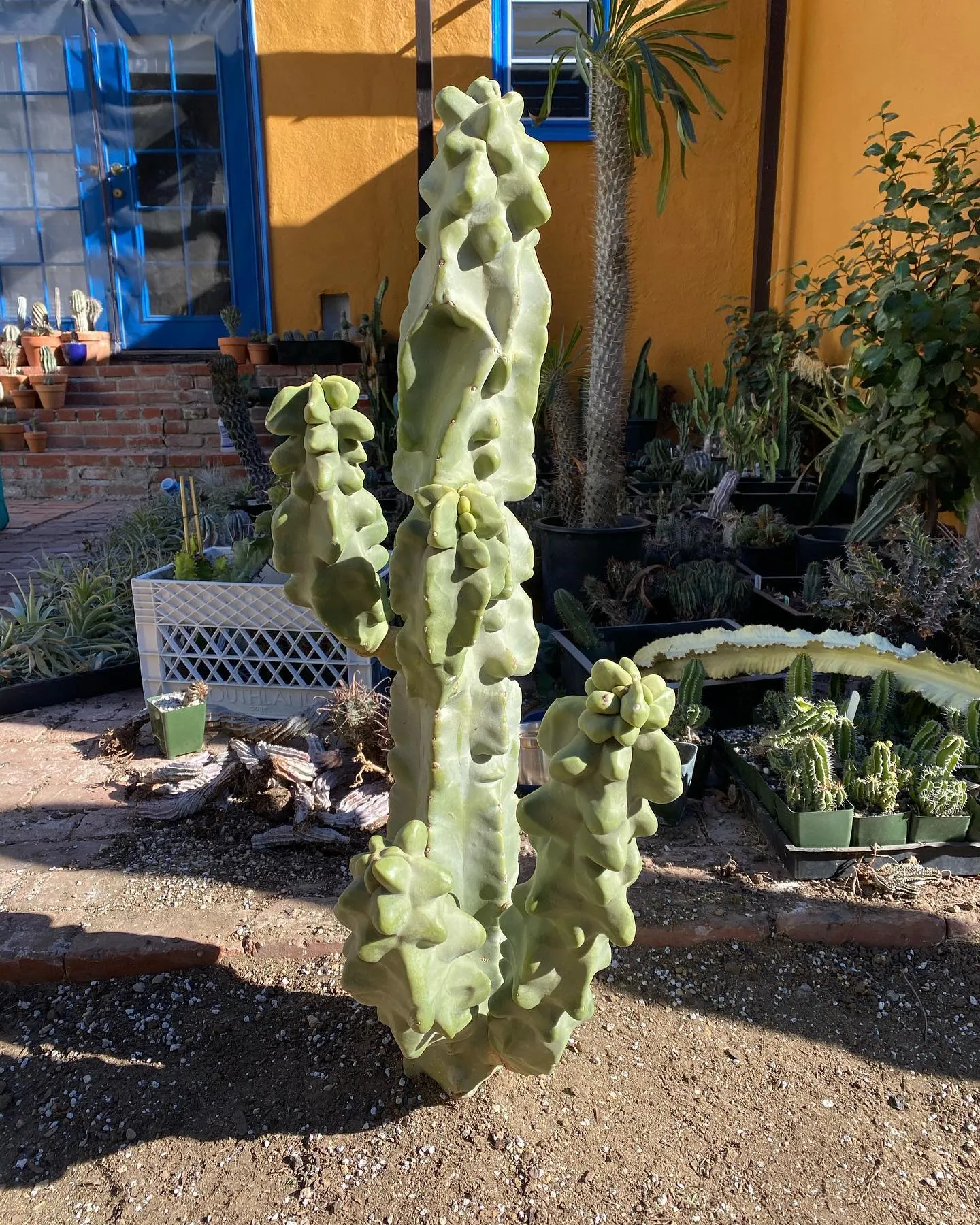 Totem Pole Cactus: Mystical Growth Care