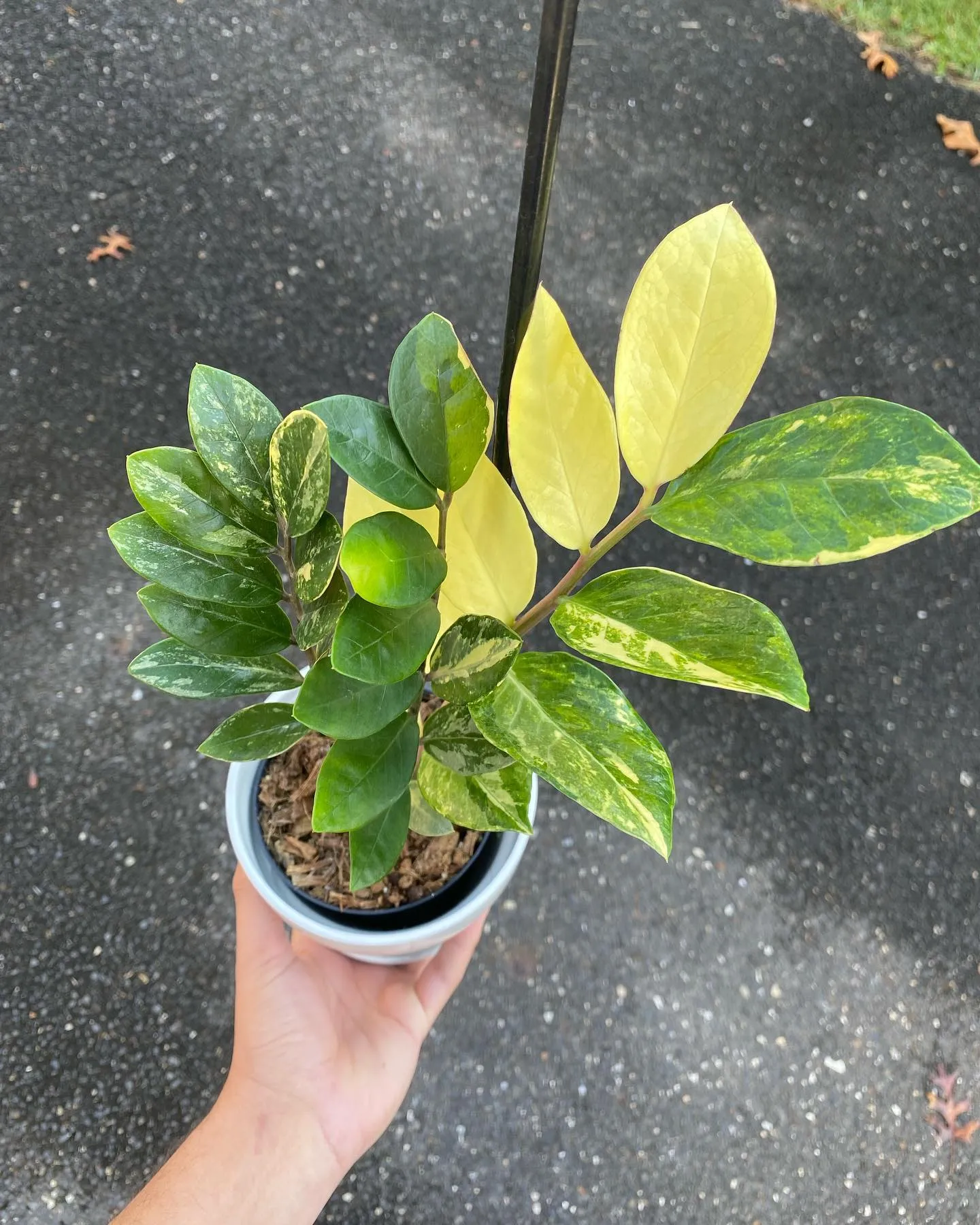 Variegated ZZ Plant Indoor Care: Advanced Guidance