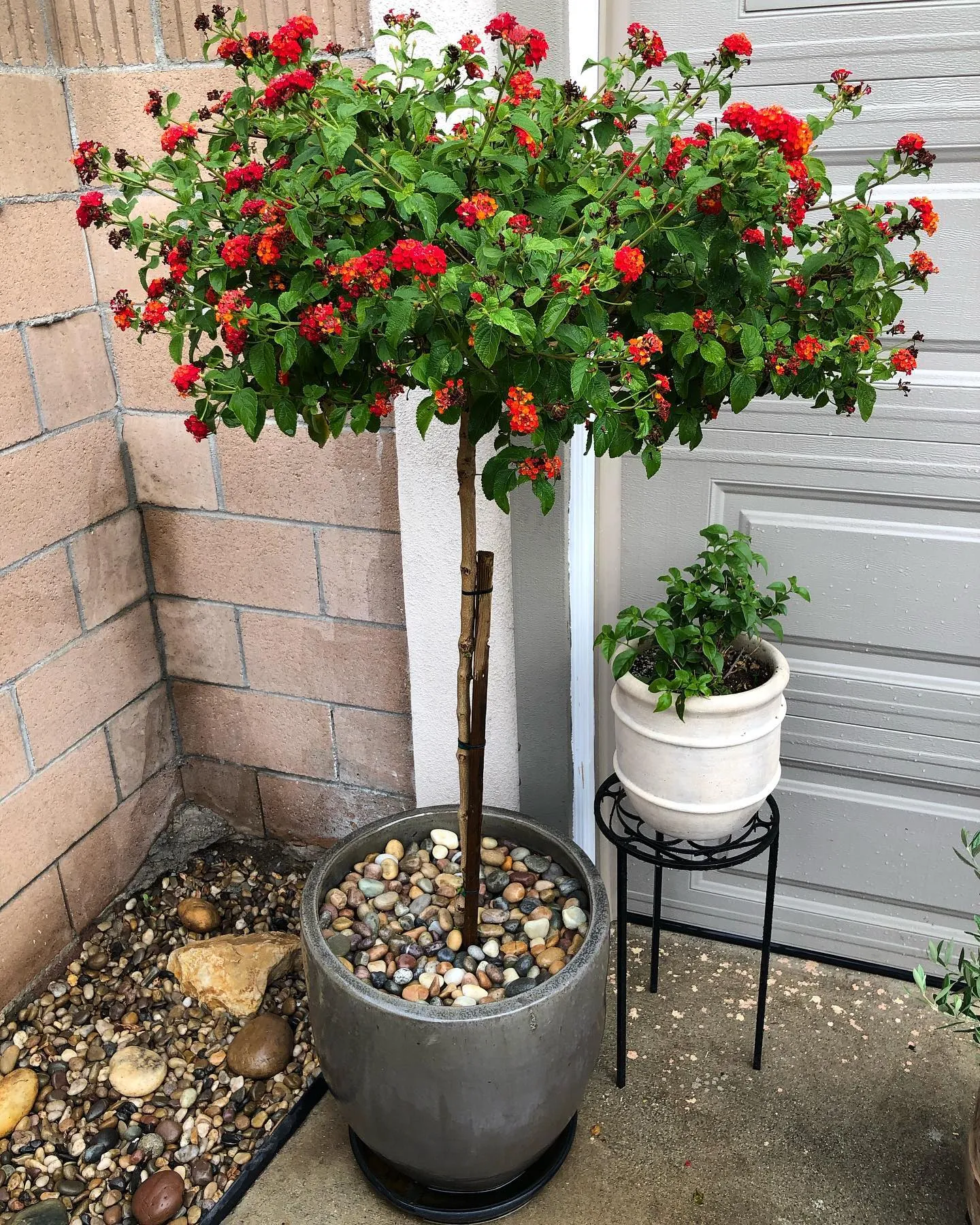 Lantana Tree: Simple Bonsai Care Guide