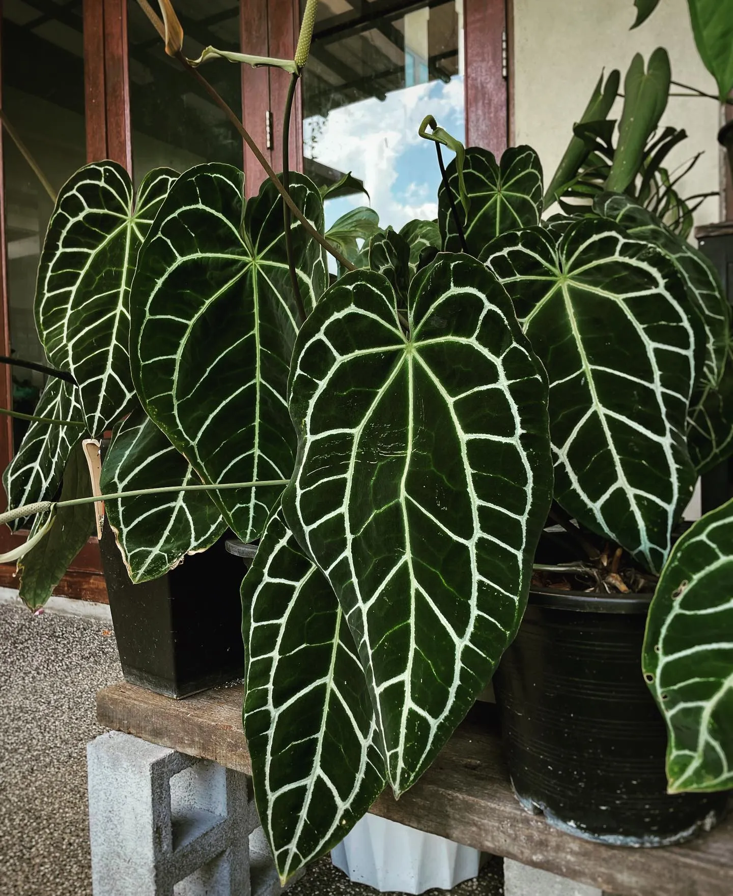 Complete Anthurium Crystallinum Care and Maintenance Guide