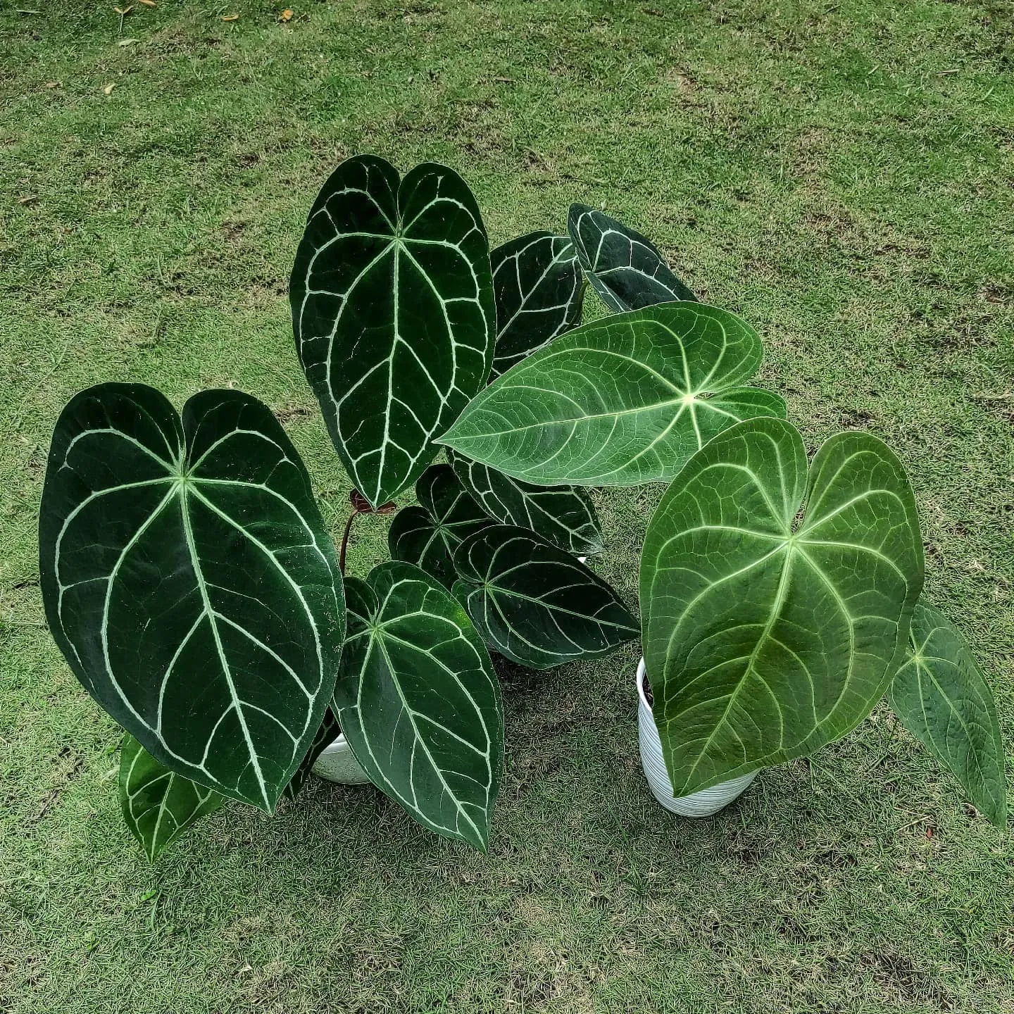 Complete Anthurium Magnificum Guide
