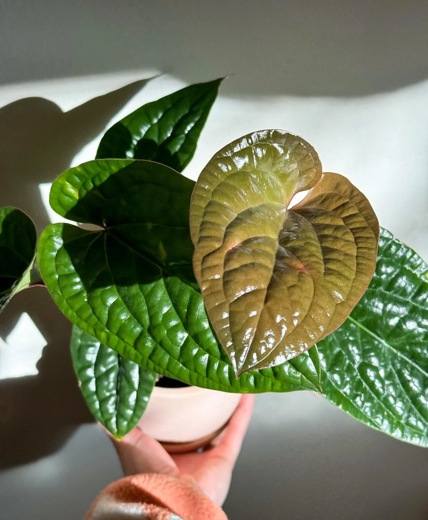 Anthurium Radicans Care Proven Indoor Cultivation Techniques