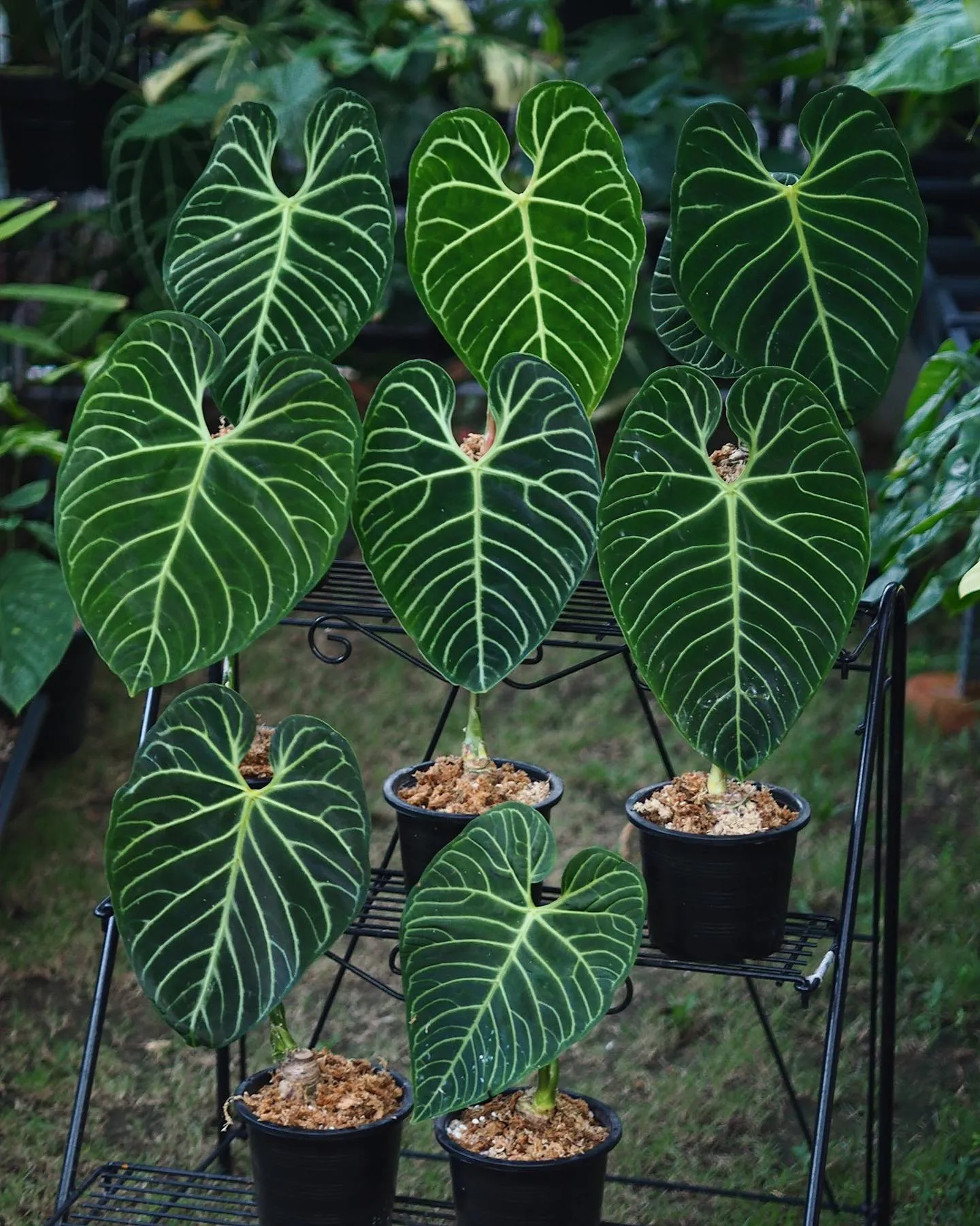 Anthurium Regale Guide: Cultivating Royal Elegance