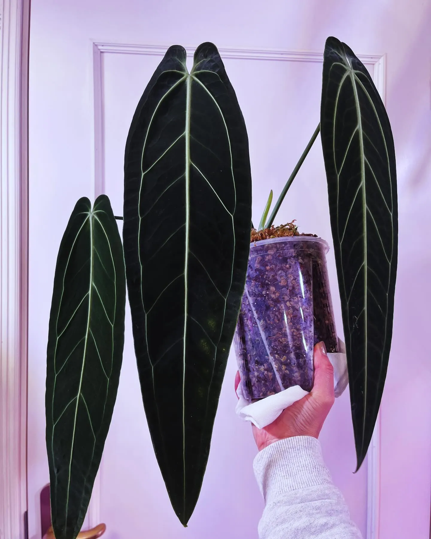 Easy Care Tips for Queen Anthurium Warocqueanum Plants