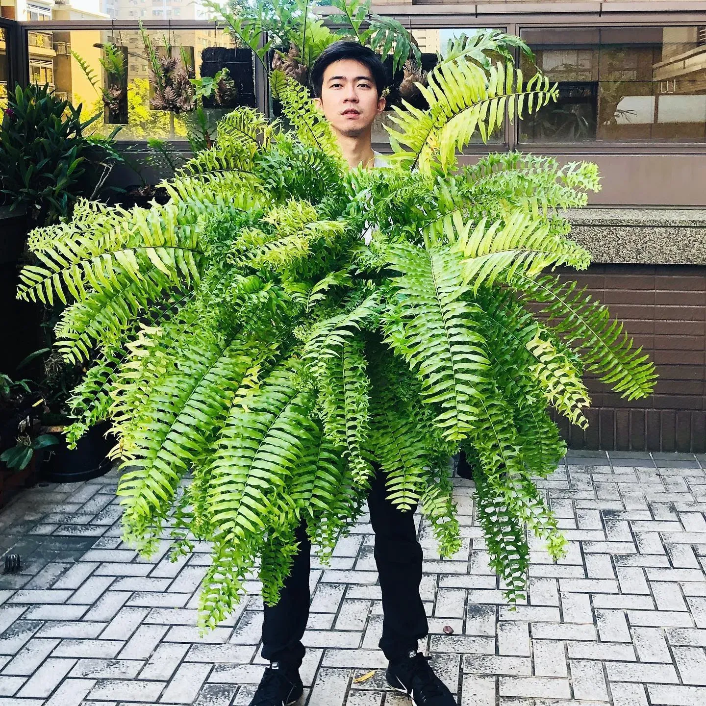 Caring for Sword Ferns – Easy Tips and Tricks