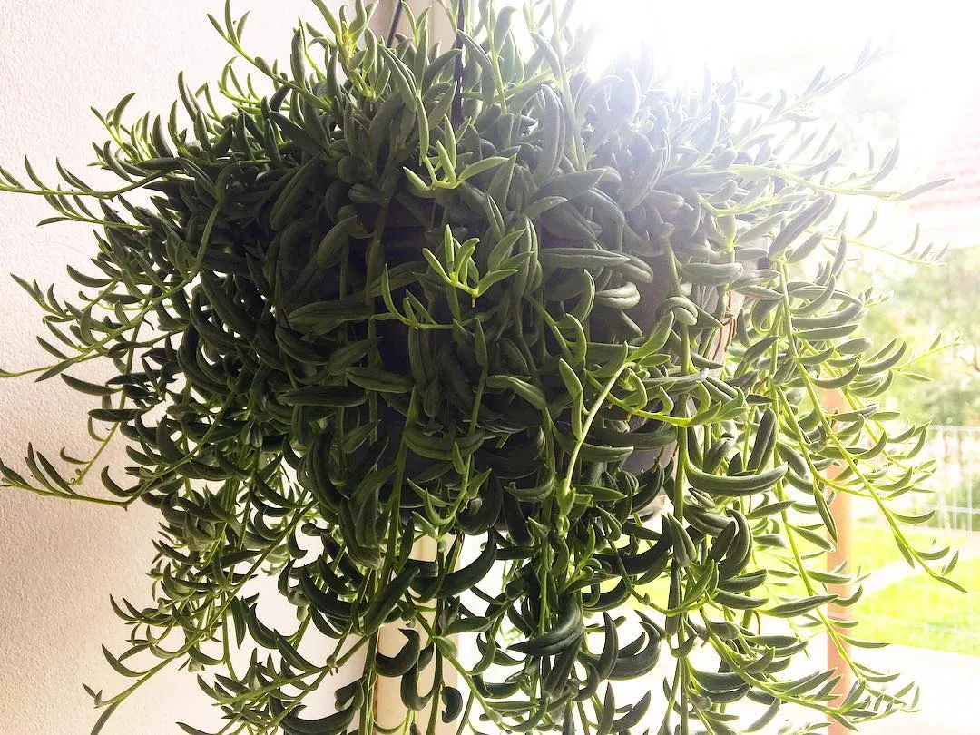 Grow Lush String of Bananas Indoors Easily