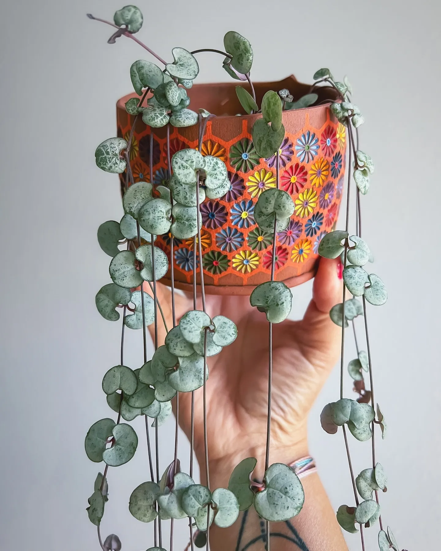 Caring for Your String of Hearts Plant Easy Tips