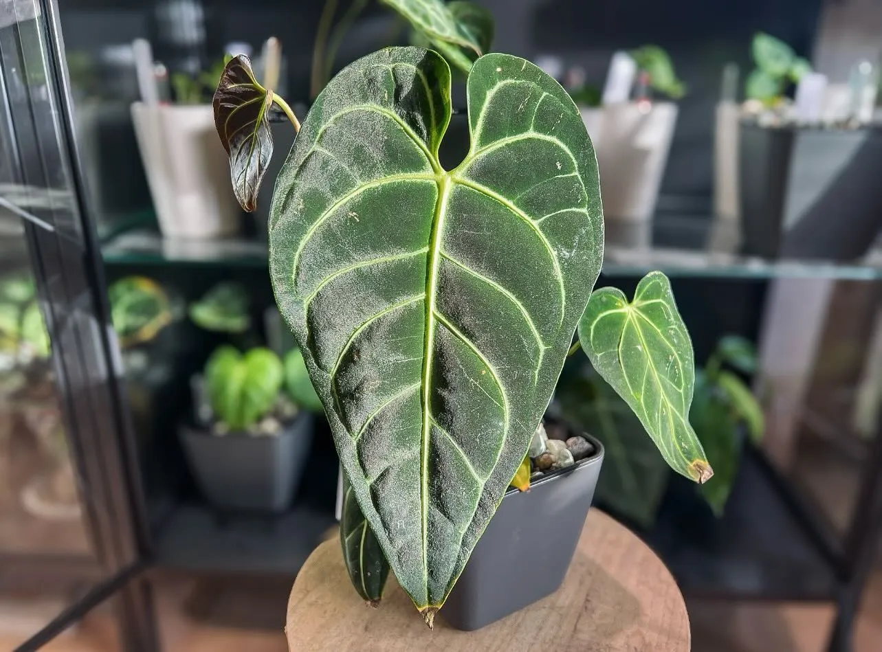 Caring for Your Velvet Plant: Tips & Tricks