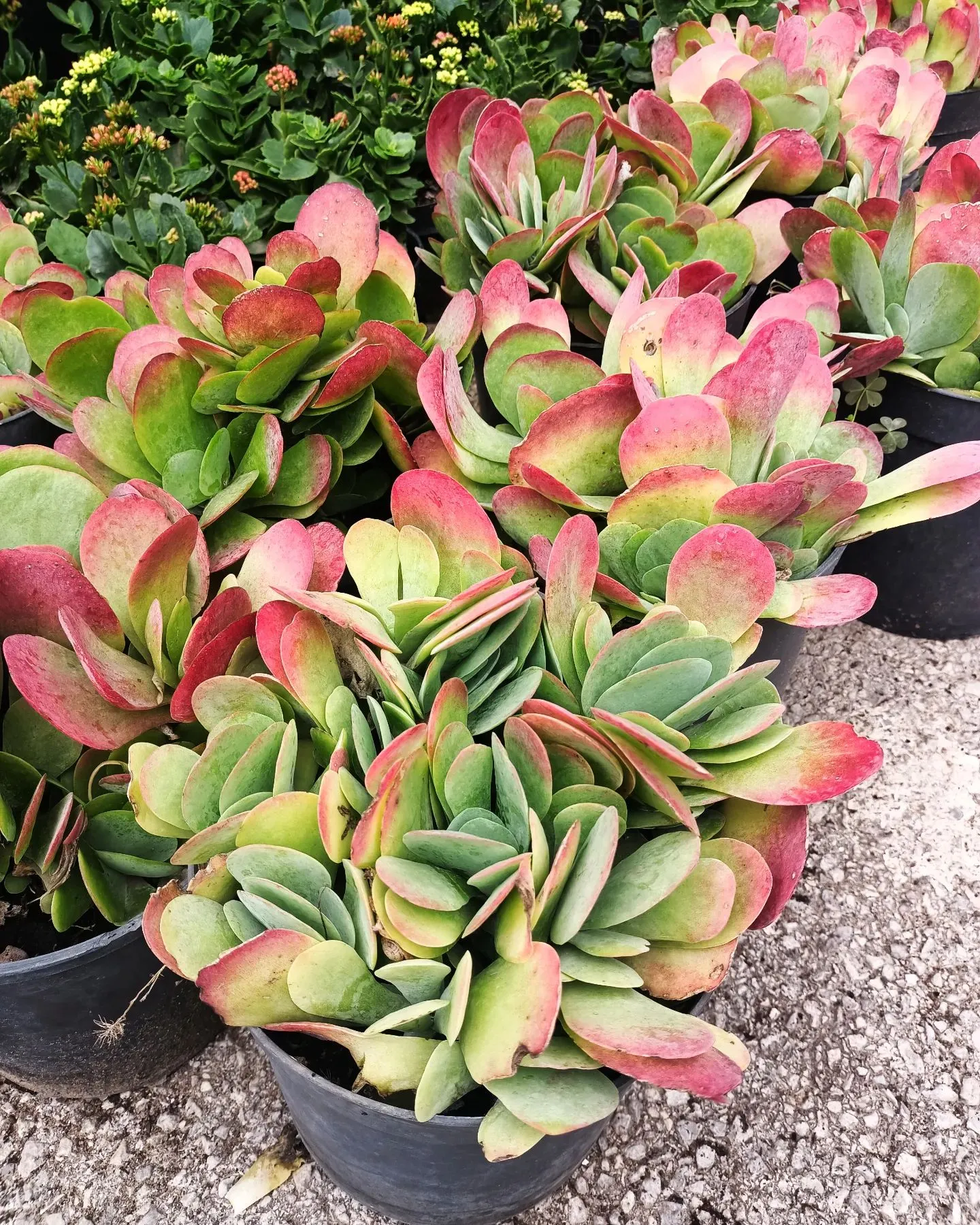 Flapjack Plant Kalanchoe luciae Care Tips
