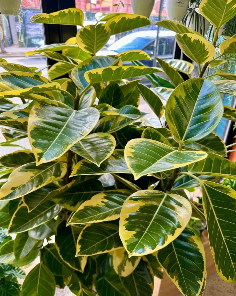 Expert Yellow Gem Ficus Cultivation and Maintenance Tips