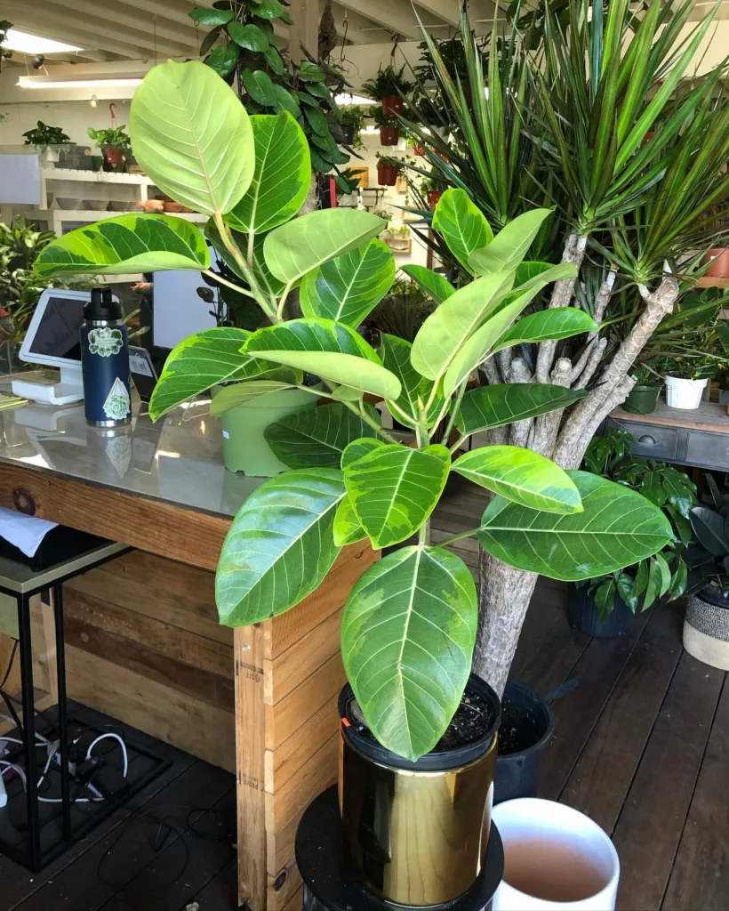 Expert Yellow Gem Ficus Cultivation and Maintenance Tips