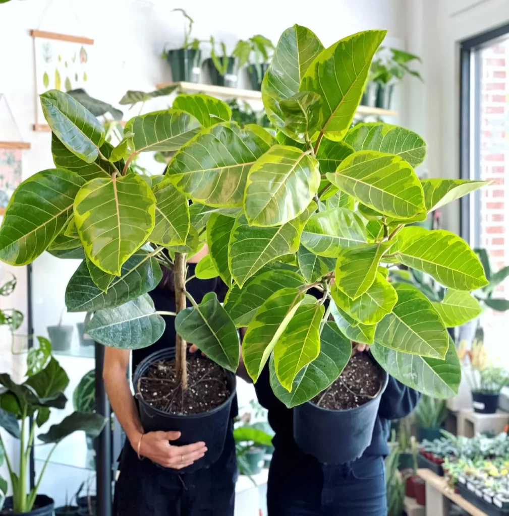 Expert Yellow Gem Ficus Cultivation and Maintenance Tips