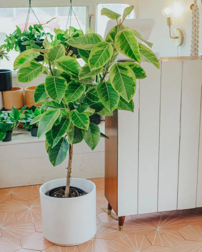 Expert Yellow Gem Ficus Cultivation and Maintenance Tips