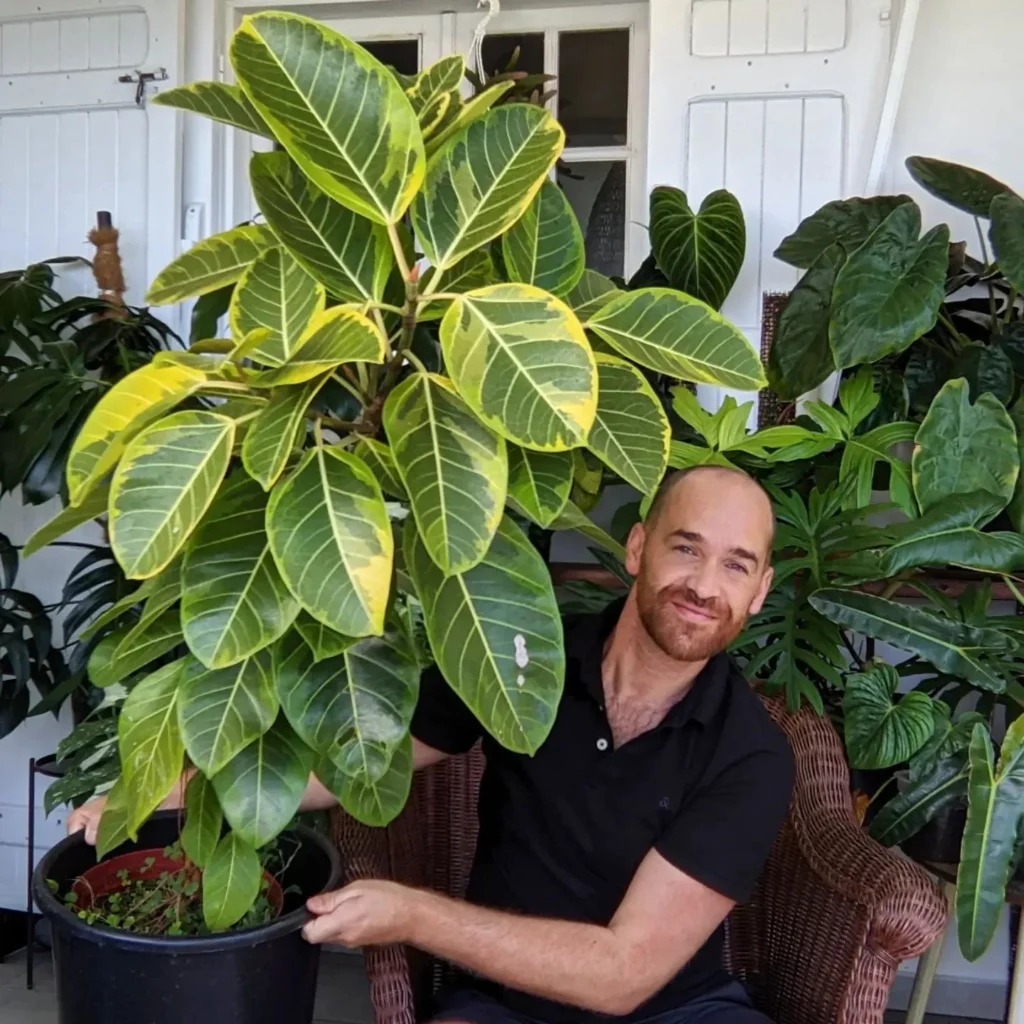 Ficus Watering Guide: Tips for Healthy Plants