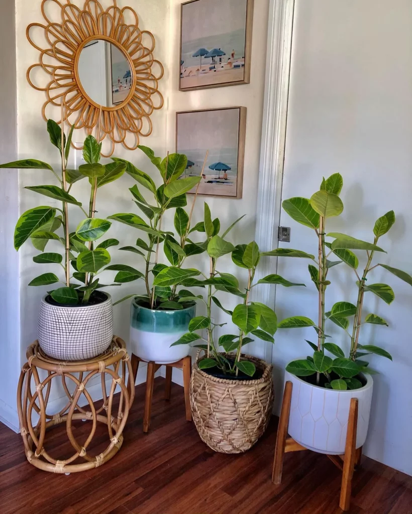 Expert Yellow Gem Ficus Cultivation and Maintenance Tips