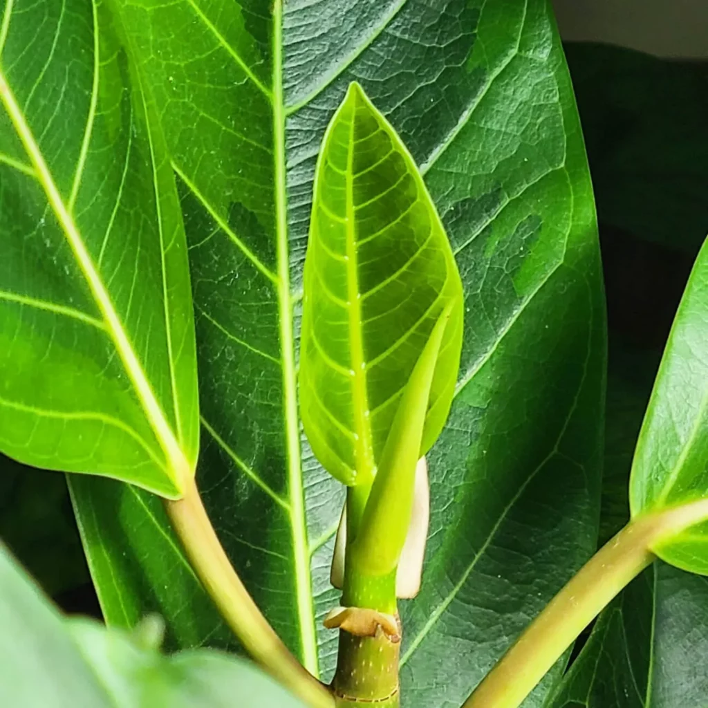 Expert Yellow Gem Ficus Cultivation and Maintenance Tips
