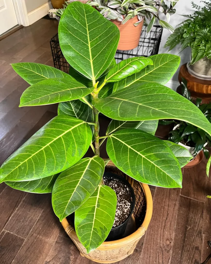 Expert Yellow Gem Ficus Cultivation and Maintenance Tips