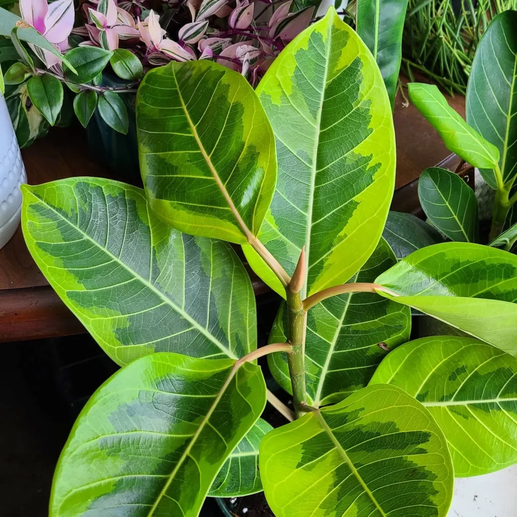 Expert Yellow Gem Ficus Cultivation and Maintenance Tips