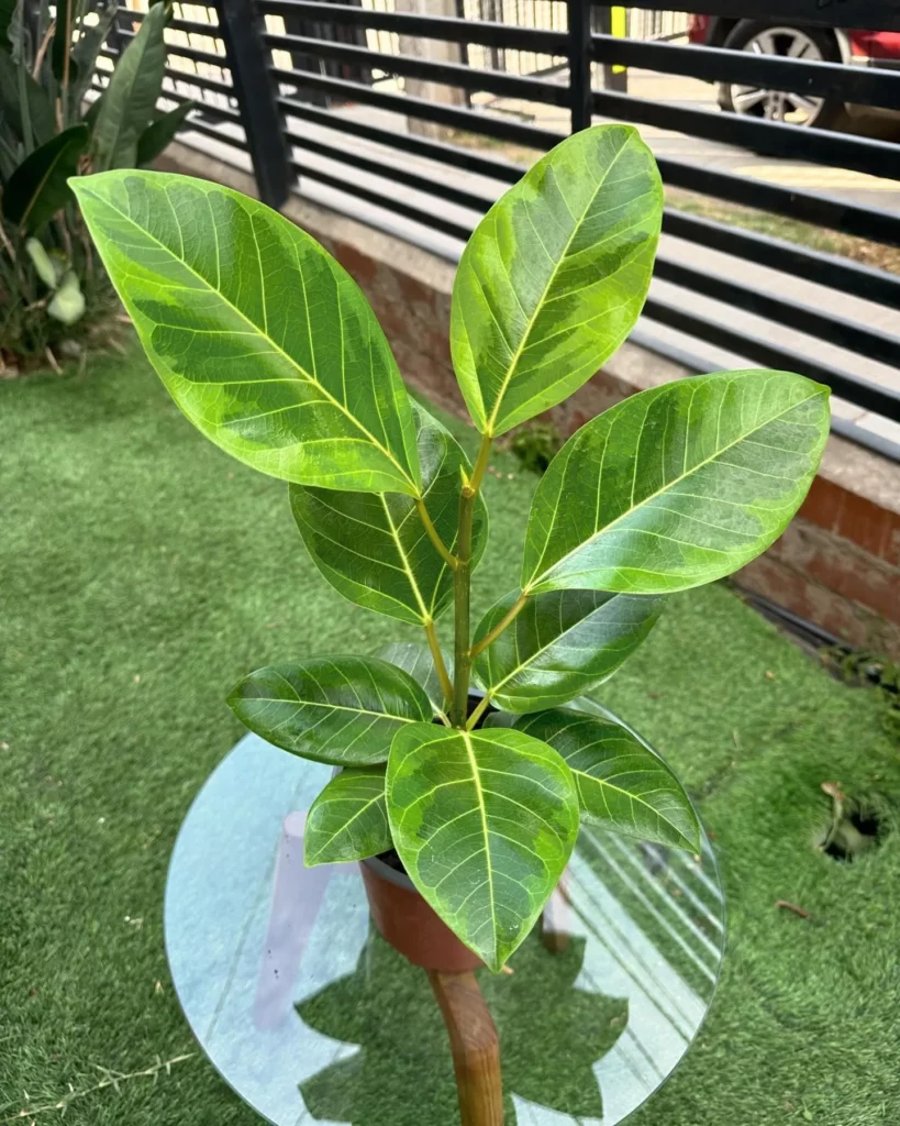 Expert Yellow Gem Ficus Cultivation and Maintenance Tips