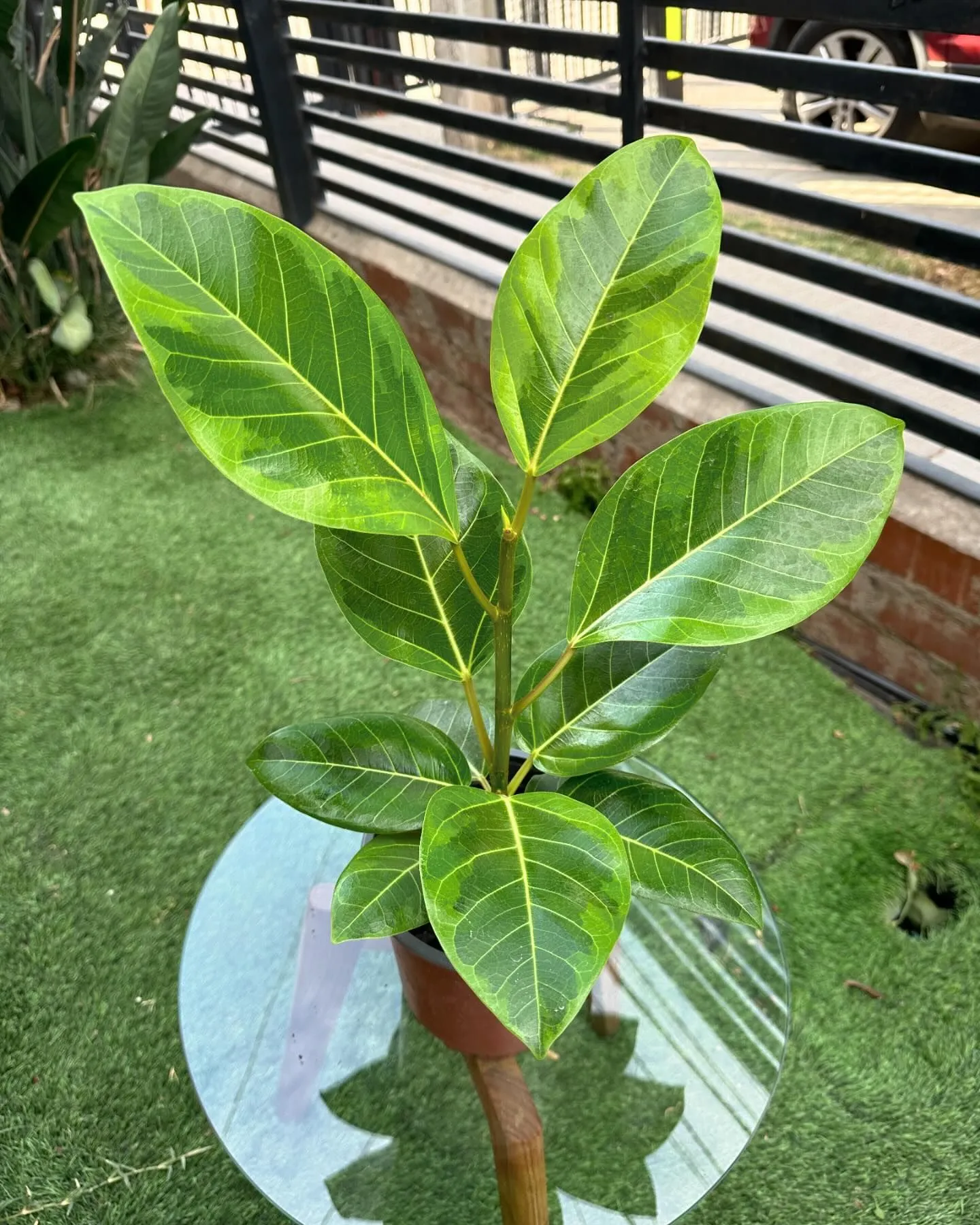 Expert Yellow Gem Ficus Cultivation and Maintenance Tips