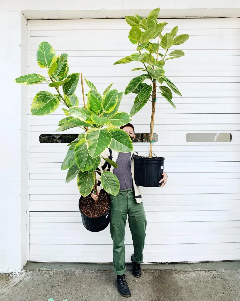 Expert Yellow Gem Ficus Cultivation and Maintenance Tips