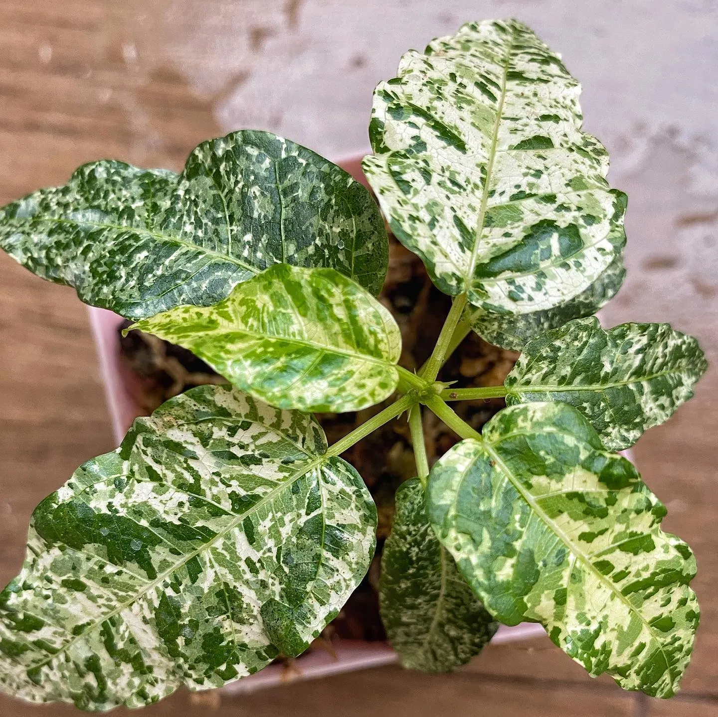 Ficus Aspera Care: Expert Advice for Healthy Growth