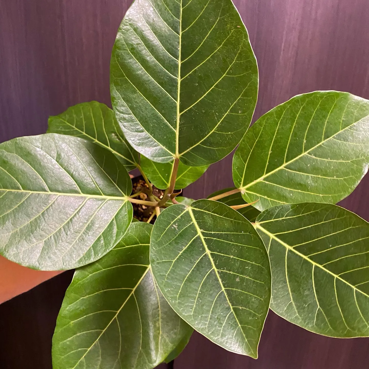 Ficus Auriculata Care: Ultimate Guide for Indoor Success