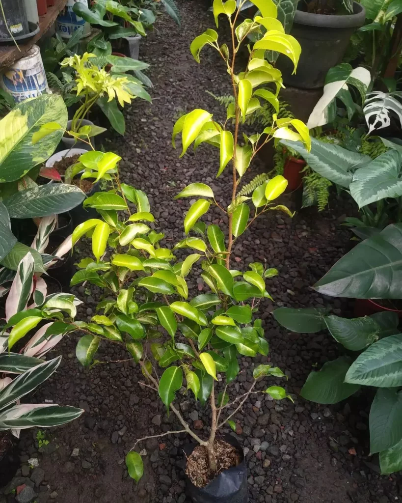Golden King Ficus: Expert Care & Growth Guide