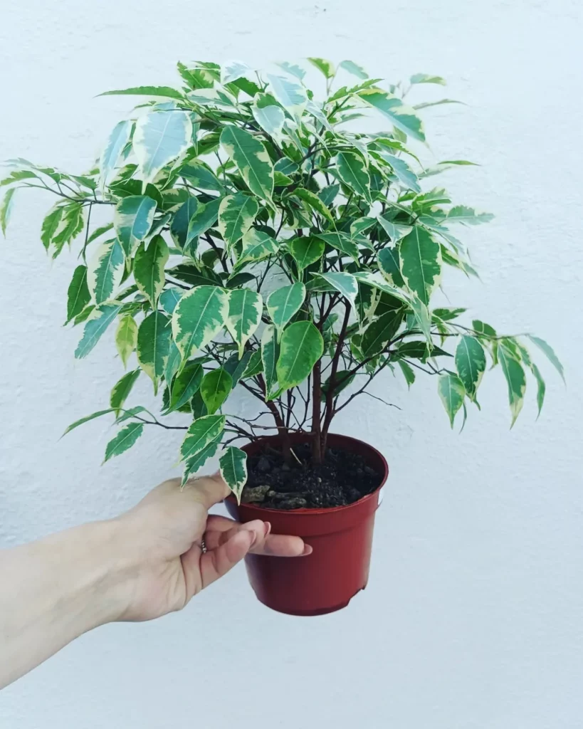Golden King Ficus: Expert Care & Growth Guide