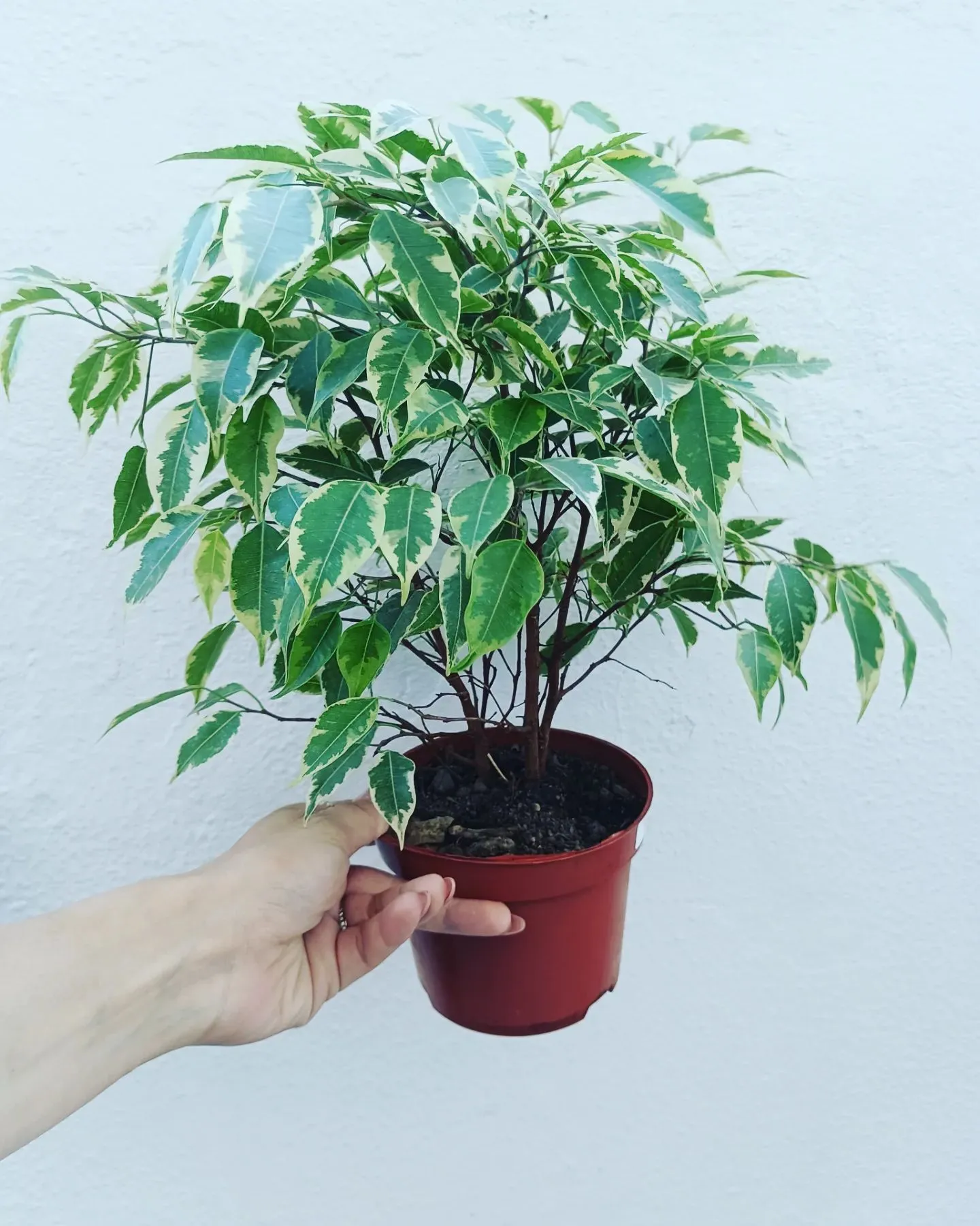 Golden King Ficus: Expert Care & Growth Guide