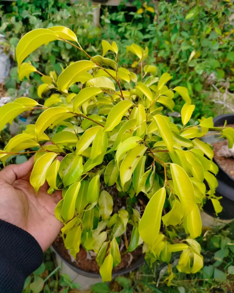 Golden King Ficus: Expert Care & Growth Guide