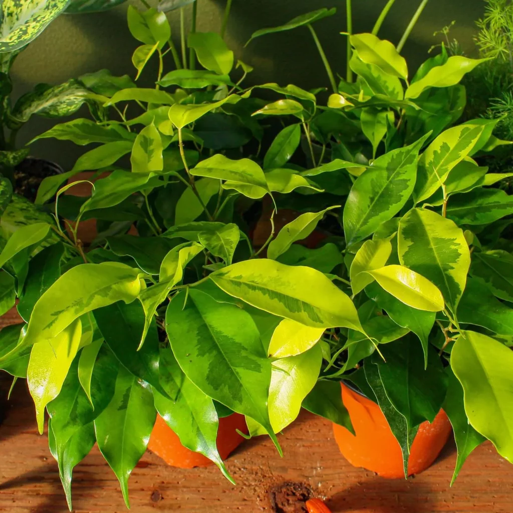Golden King Ficus: Expert Care & Growth Guide