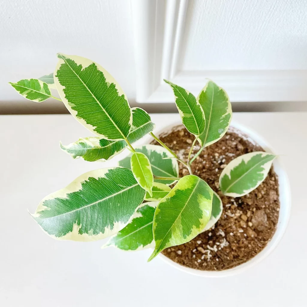 Golden King Ficus: Expert Care & Growth Guide