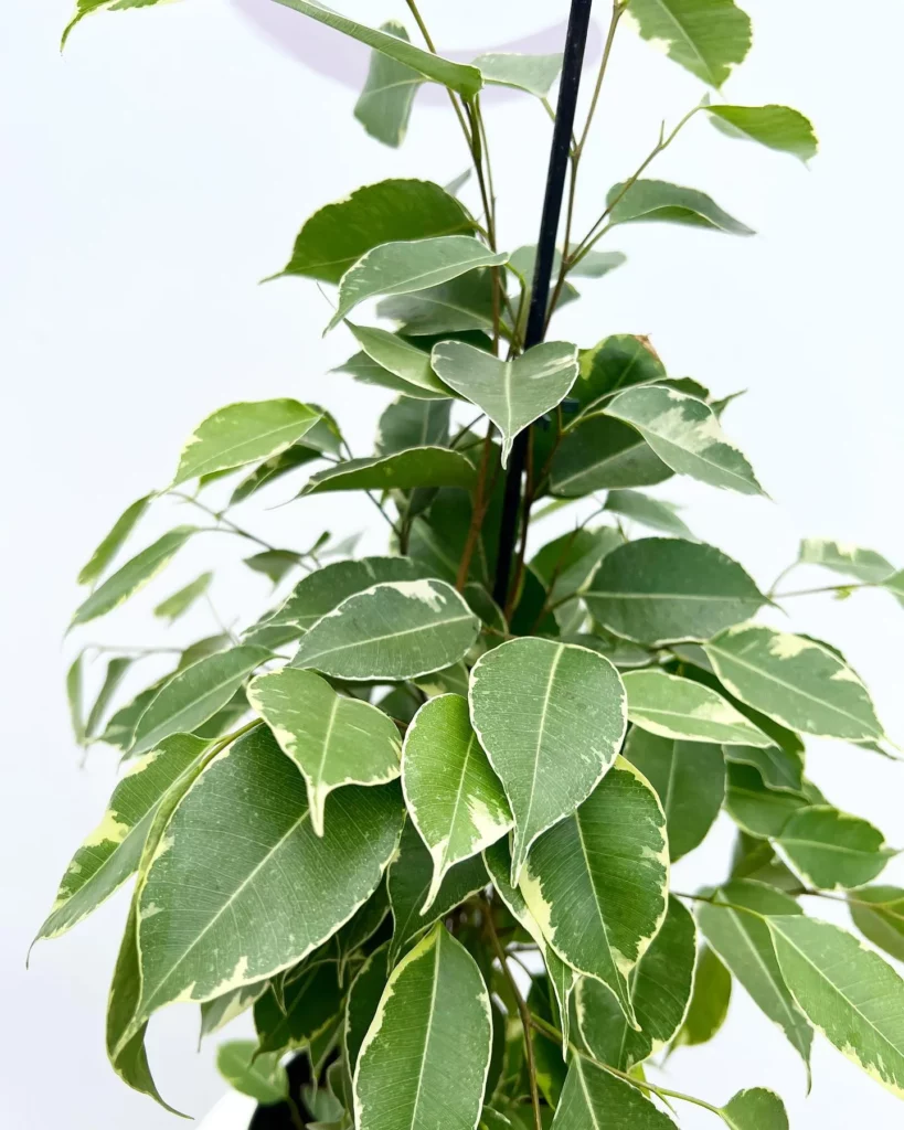 Golden King Ficus: Expert Care & Growth Guide