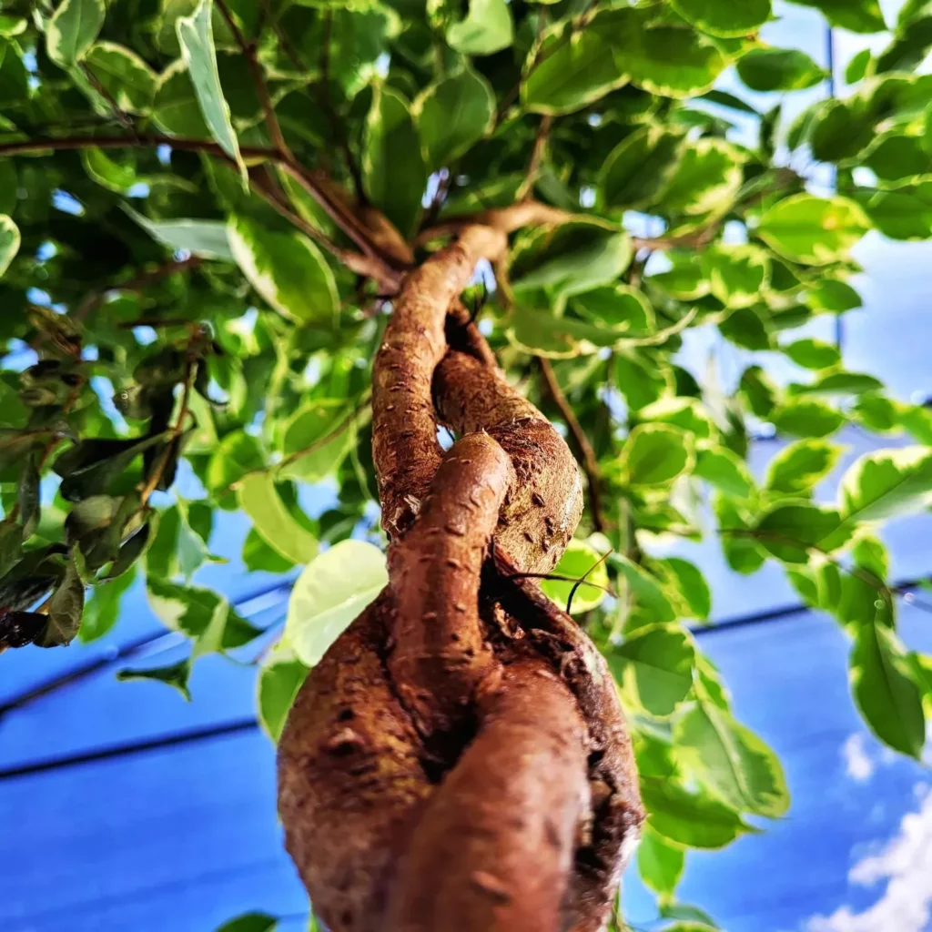 Golden King Ficus: Expert Care & Growth Guide