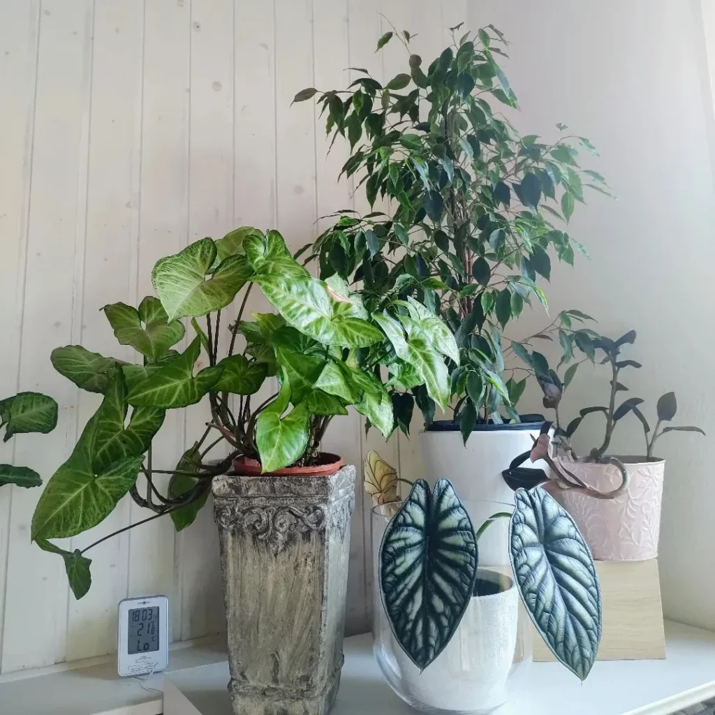 Ficus Propagation Guide: Tips for Success