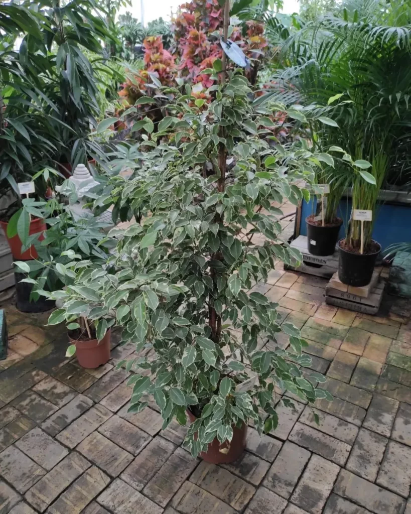 Golden King Ficus: Expert Care & Growth Guide