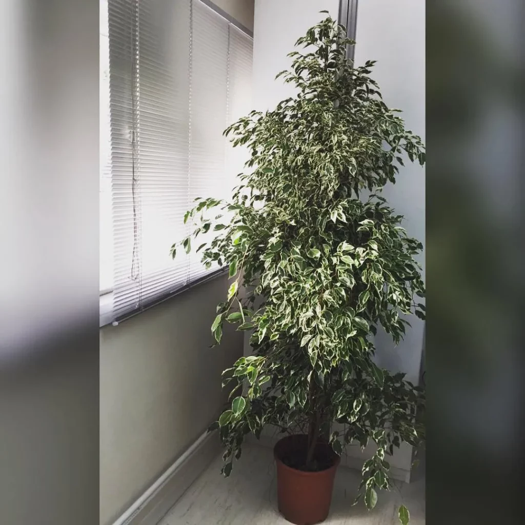 Indoor Care Guide for Ficus Benjamina 'Starlight