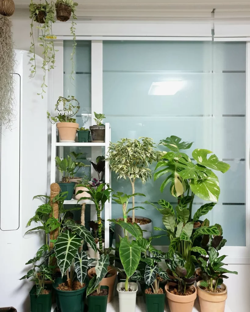 Indoor Care Guide for Ficus Benjamina 'Starlight