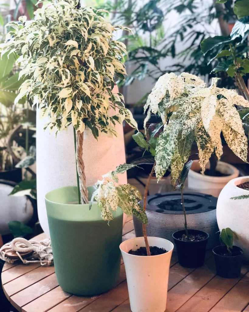 Indoor Care Guide for Ficus Benjamina 'Starlight